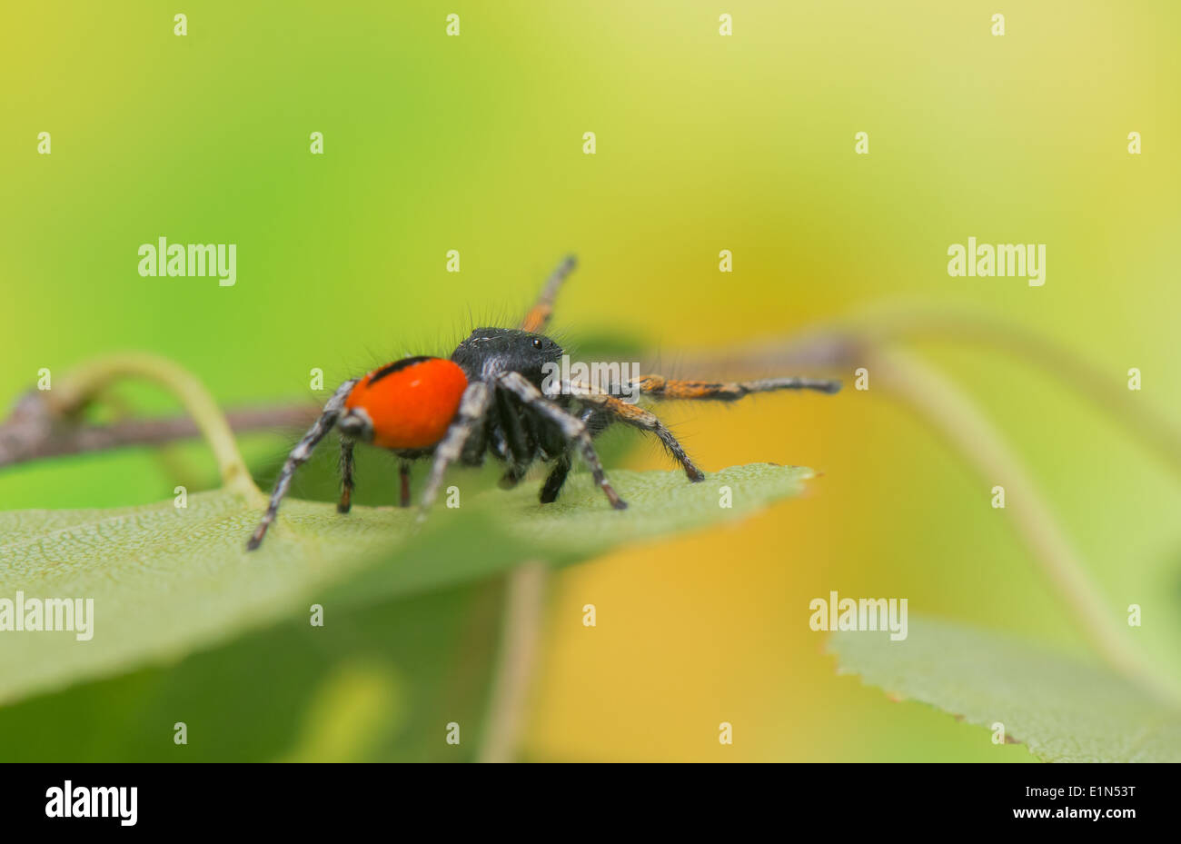 Philaeus chrysops - Jumping spider Stock Photo - Alamy