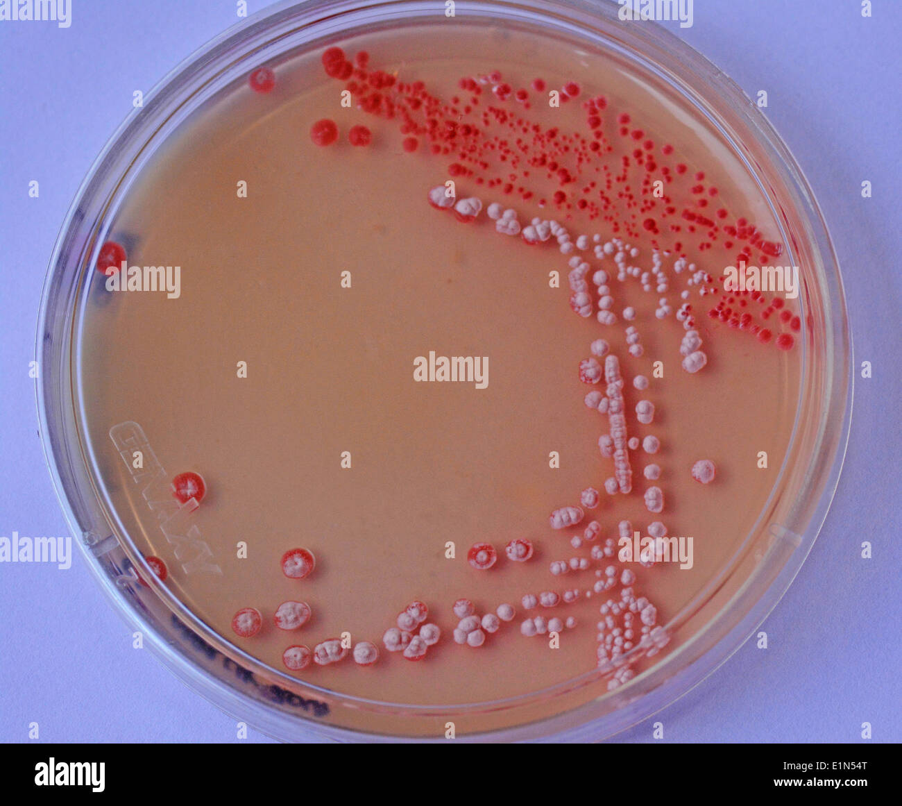 Agar Plate Stock Photos & Agar Plate Stock Images - Alamy