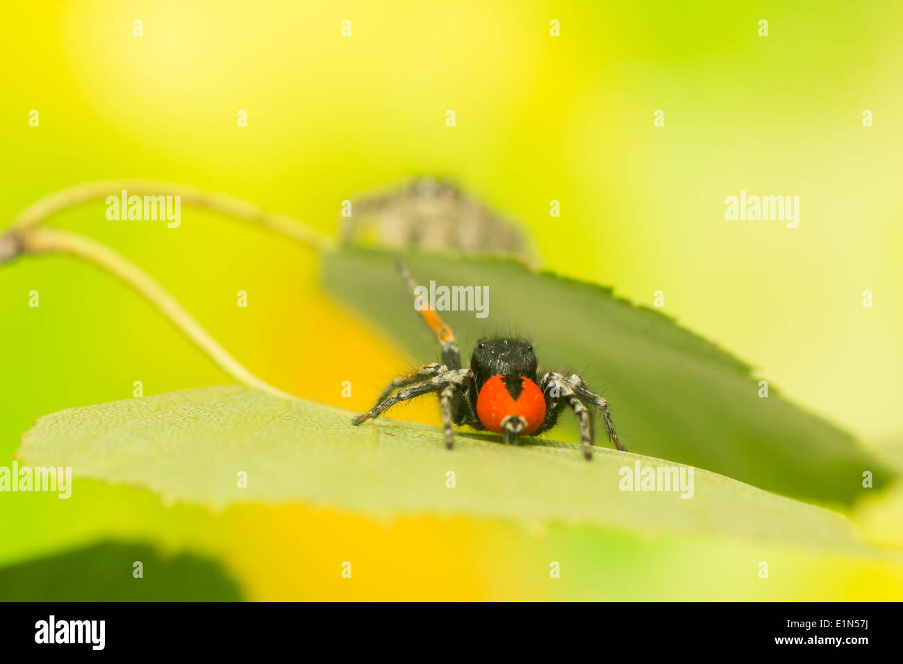 Philaeus chrysops - Jumping spider Stock Photo - Alamy