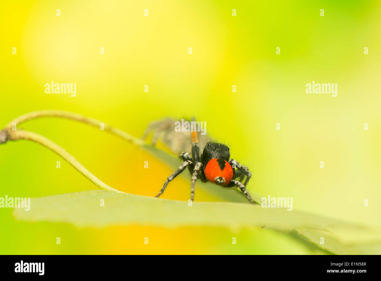 Philaeus chrysops - Jumping spider Stock Photo - Alamy