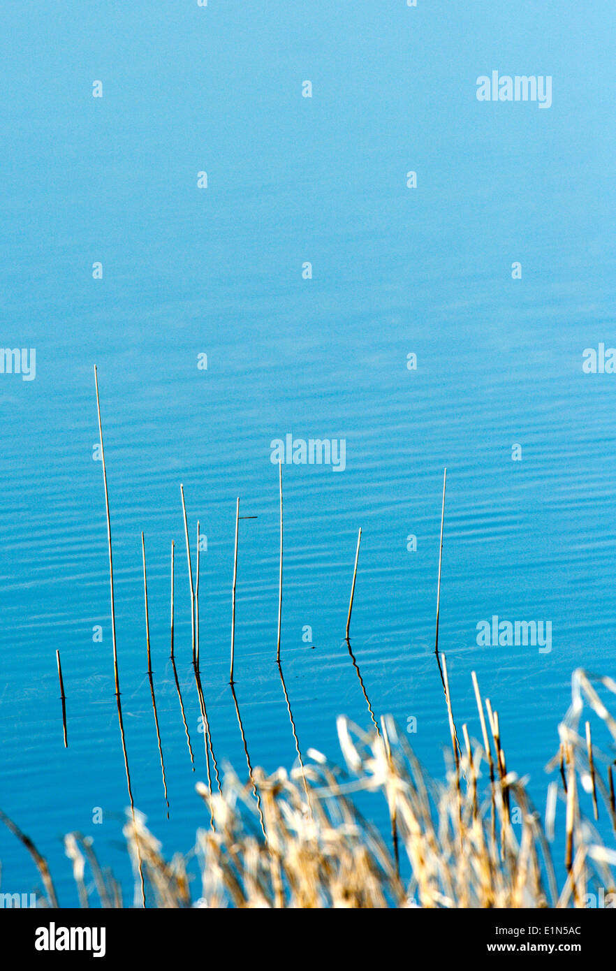 Dead stems hi-res stock photography and images - Alamy