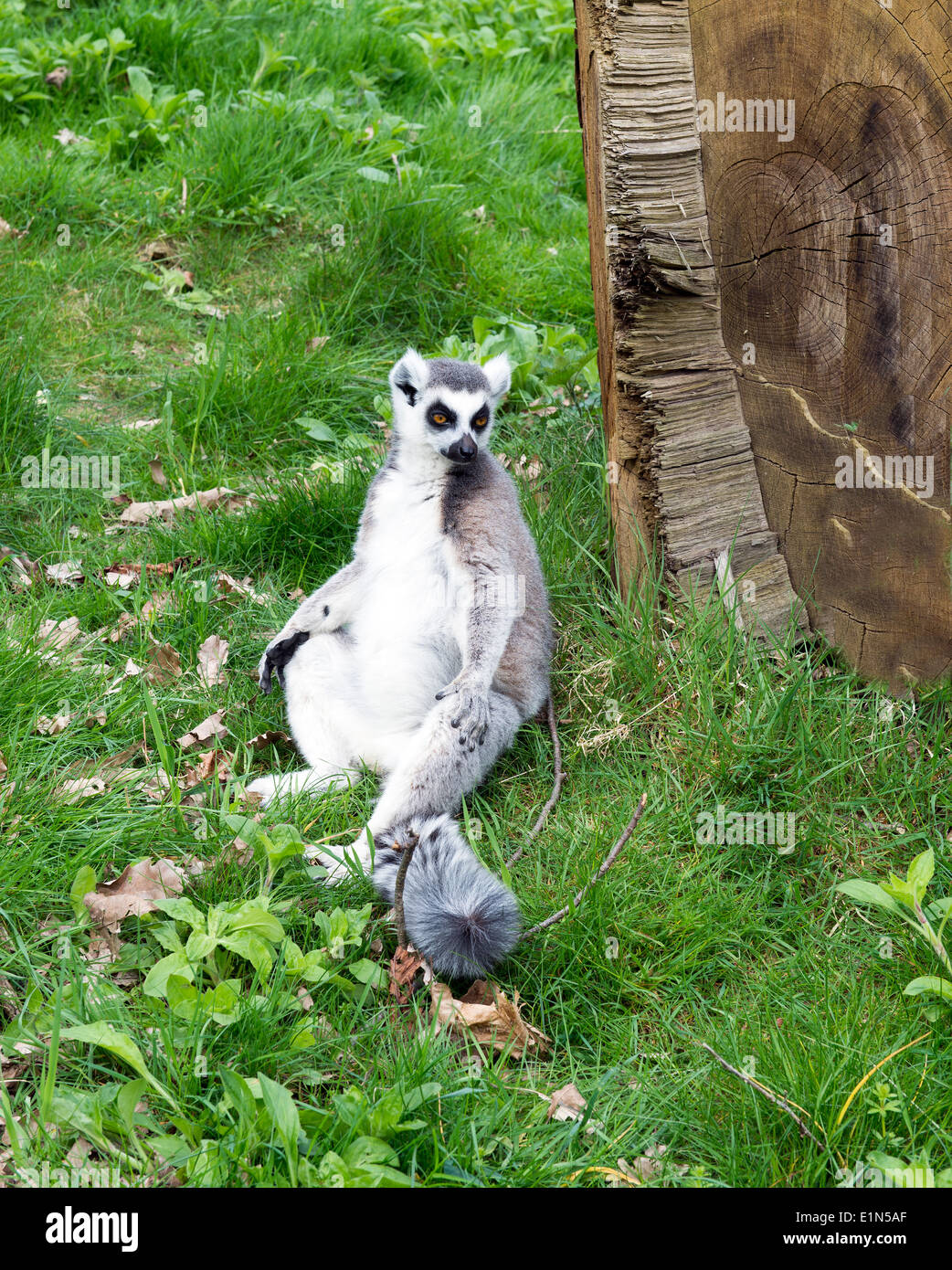Lemur sitting hi-res stock photography and images - Alamy