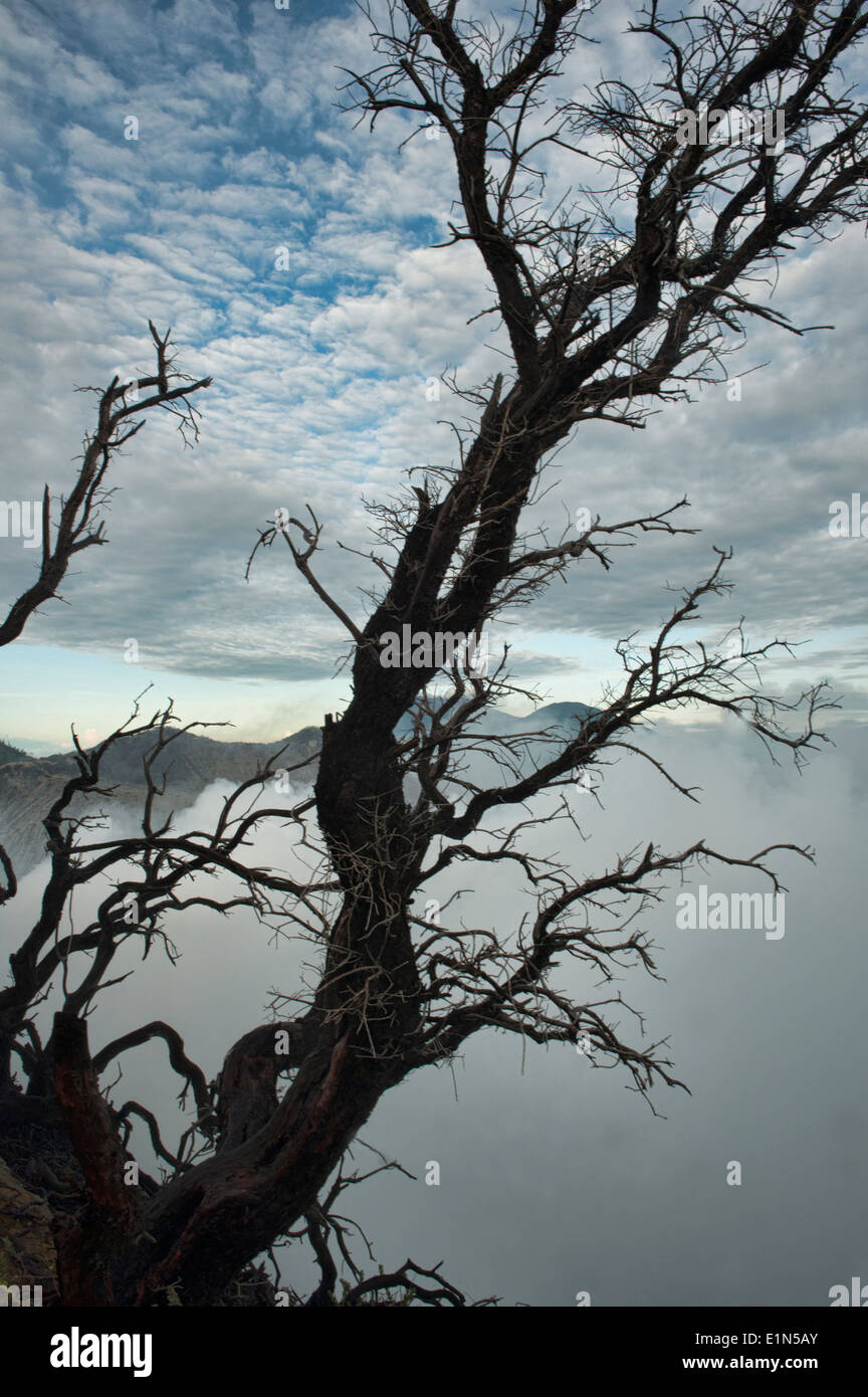 silhouetted tree over the Kawah Ijen volcanic crater, Java, Indonesia ...