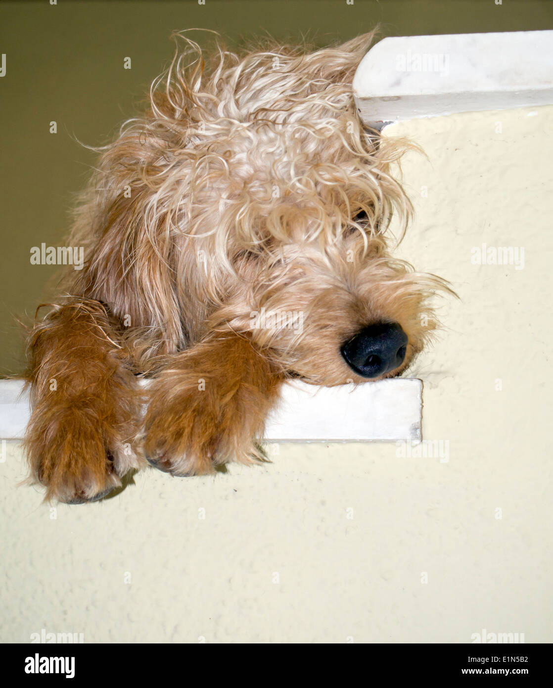 Cute animal nose hi-res stock photography and images - Alamy