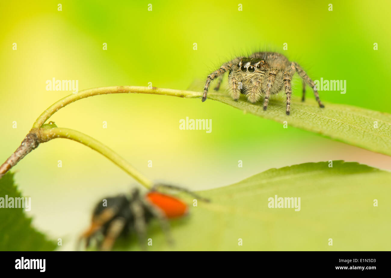 Philaeus chrysops - Jumping spider Stock Photo - Alamy