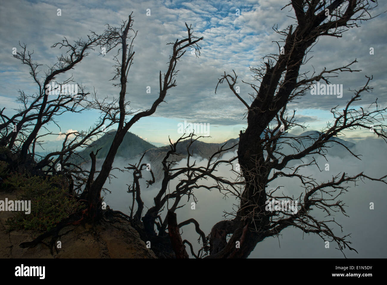 silhouetted tree over the Kawah Ijen volcanic crater, Java, Indonesia ...