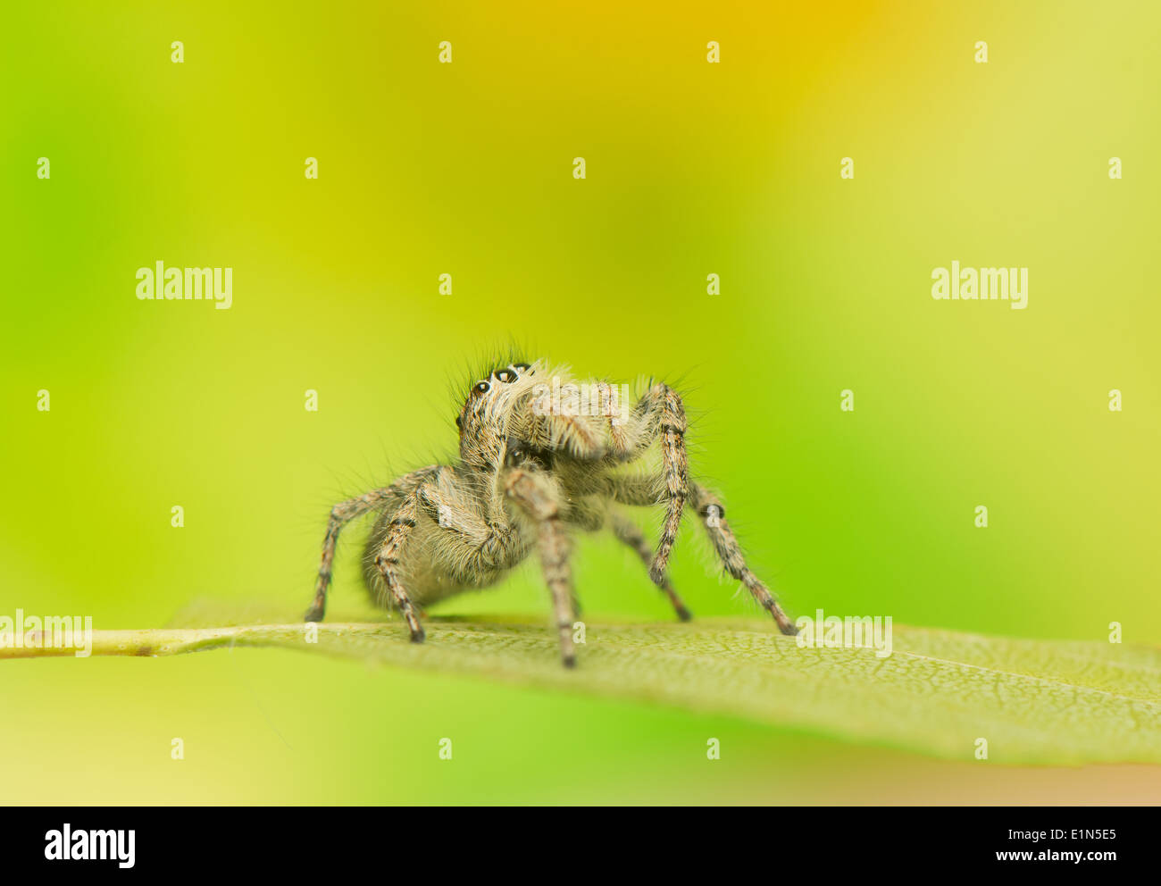 Philaeus chrysops - Jumping spider Stock Photo - Alamy
