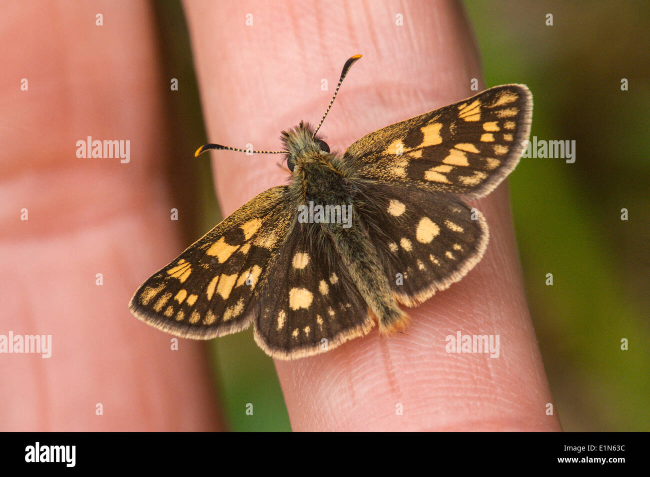 Chequered skipper carterocephalus palaemon hi-res stock photography and ...