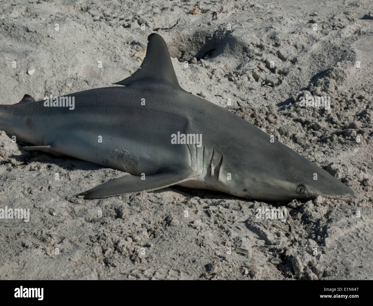 Sand Tiger Shark Teeth High Resolution Stock Photography and Images - Alamy