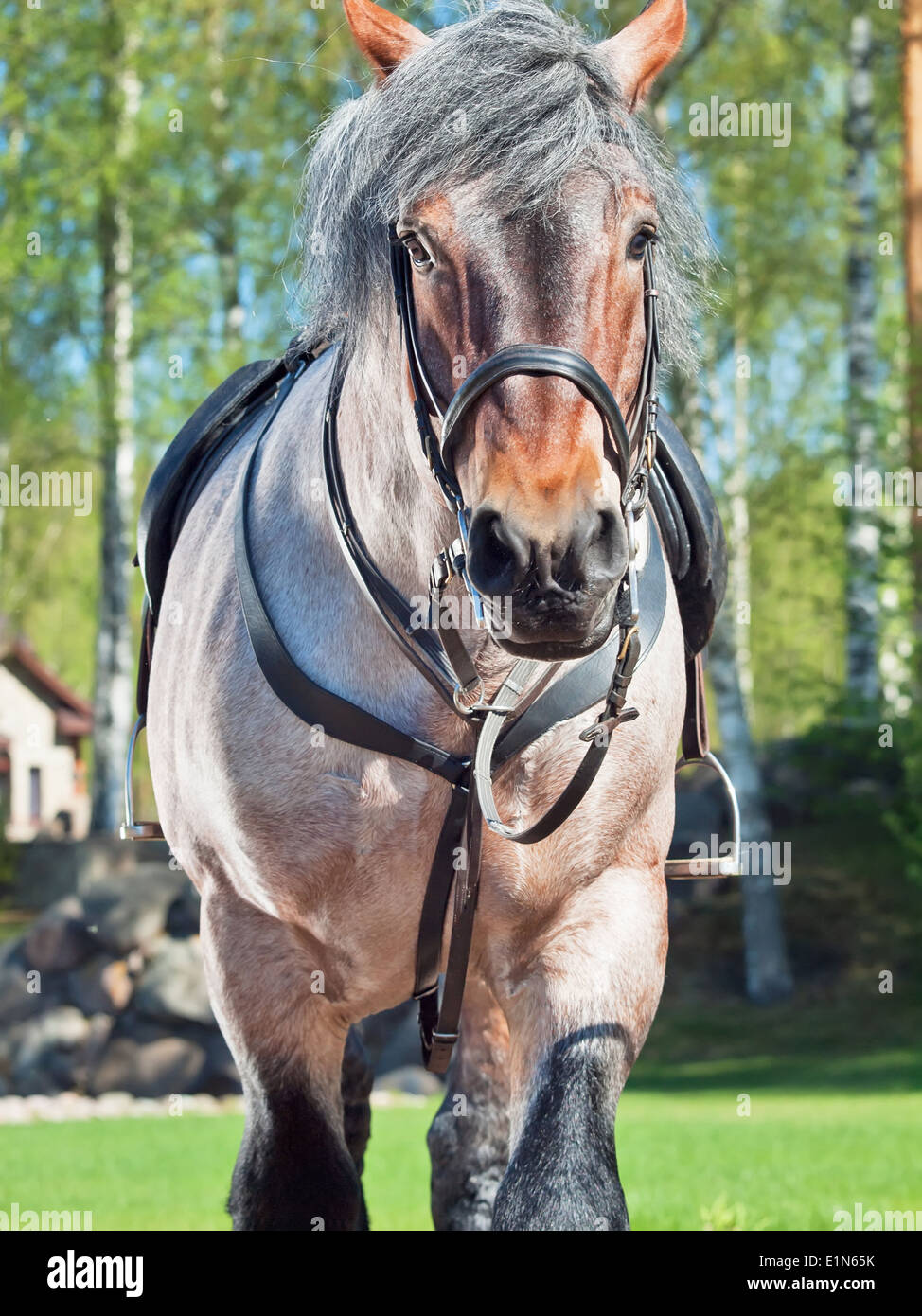 Belgian pony hi-res stock photography and images - Alamy