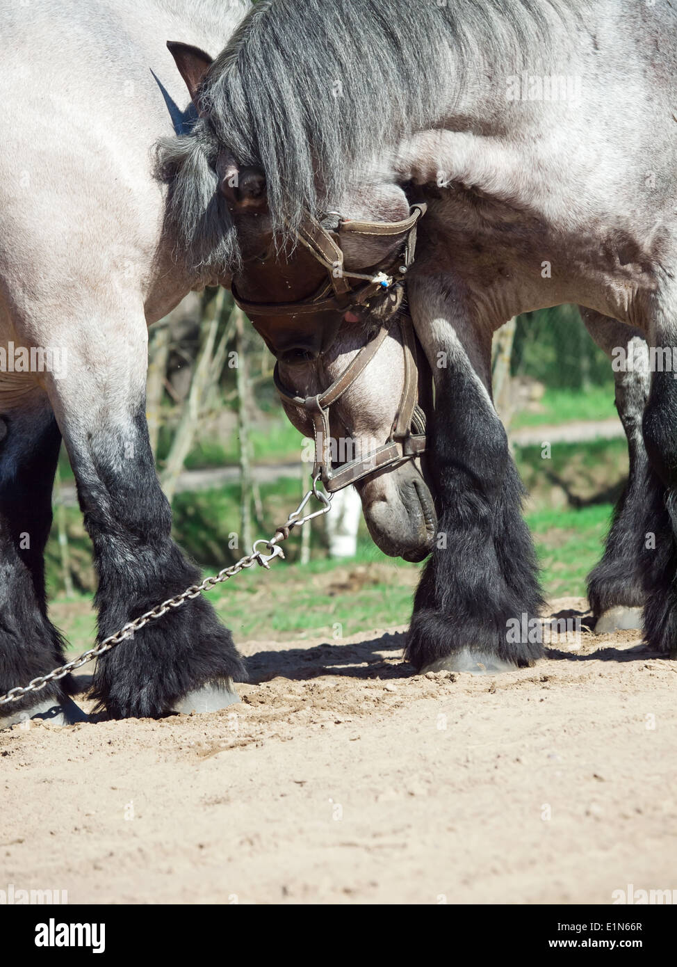 Strong stallions hi-res stock photography and images - Alamy