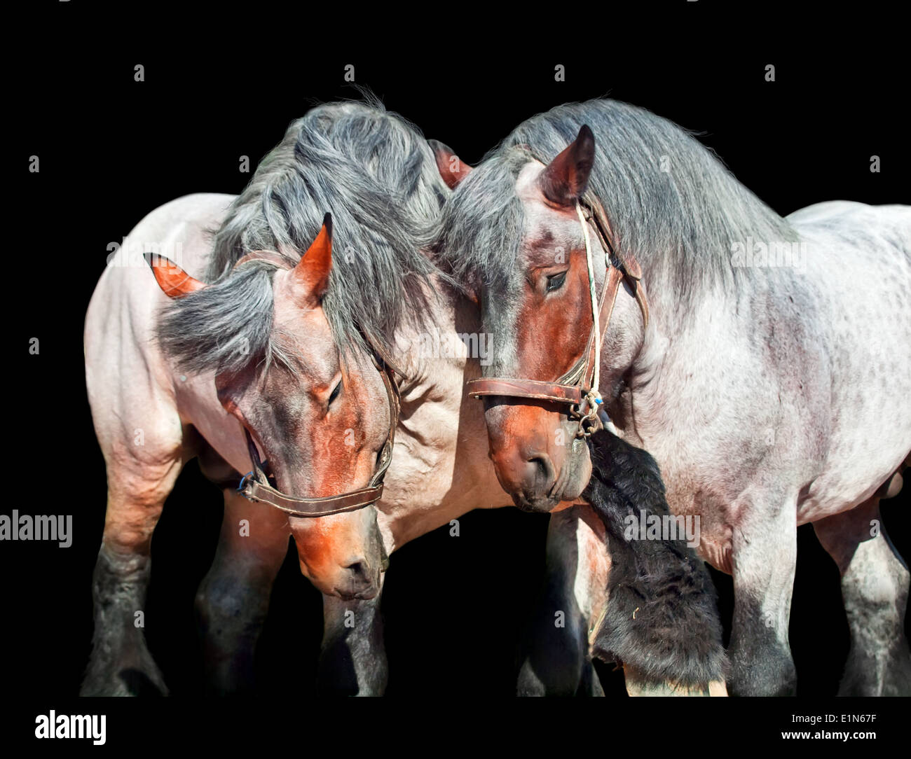 Strong stallions hi-res stock photography and images - Alamy
