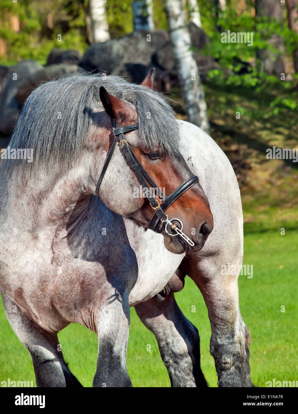 Belgian draught horse hi-res stock photography and images - Alamy