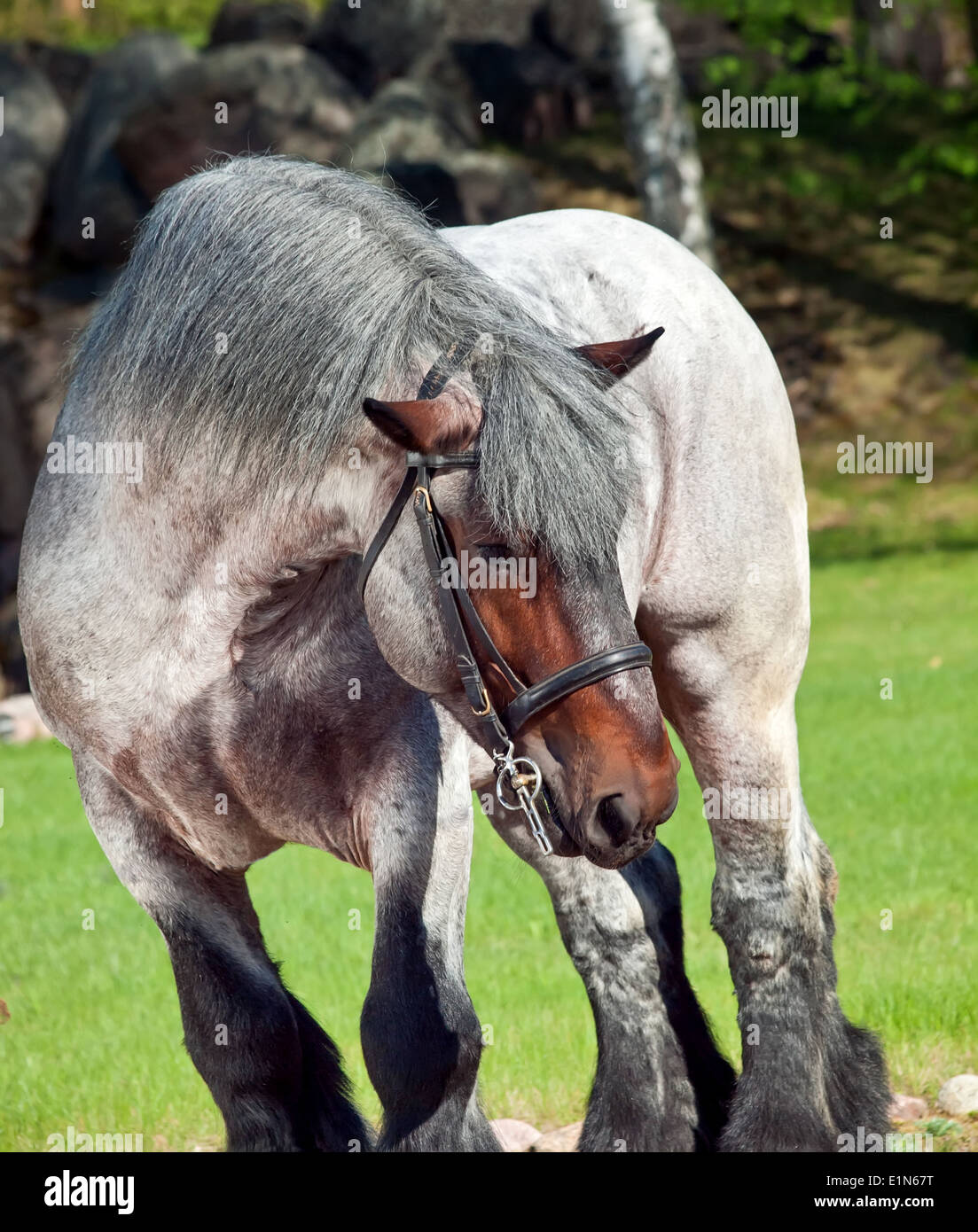 Belgian draught horse hi-res stock photography and images - Alamy