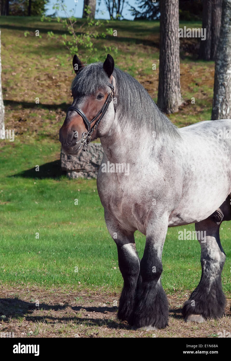Belgian Draught Horse High Resolution Stock Photography and Images - Alamy