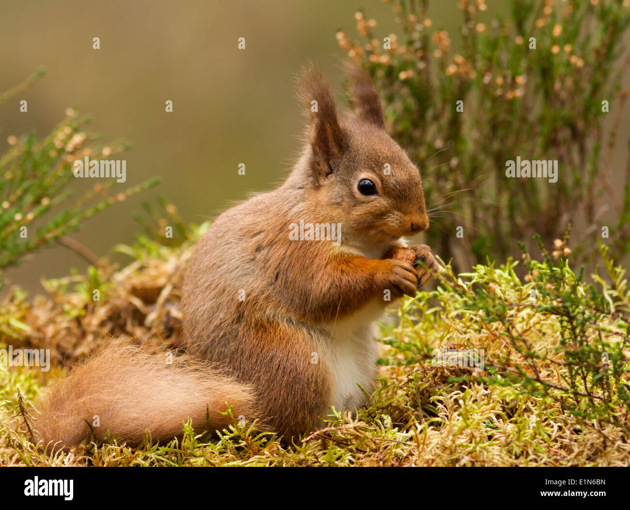 Red Squirrel ( Sciurus vulgaris Stock Photo - Alamy