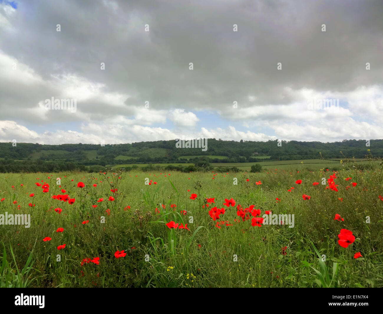 Poppy Field 7 By