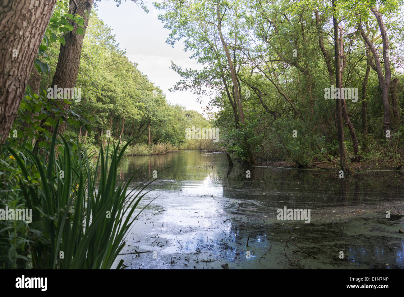 Plants forest water hi-res stock photography and images - Alamy