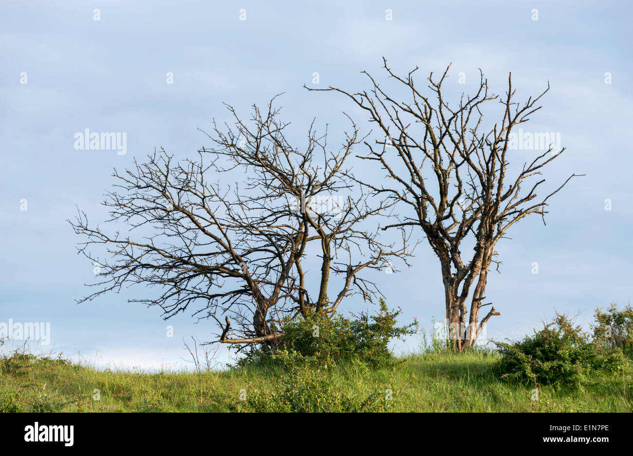Sky trees grass hi-res stock photography and images - Alamy