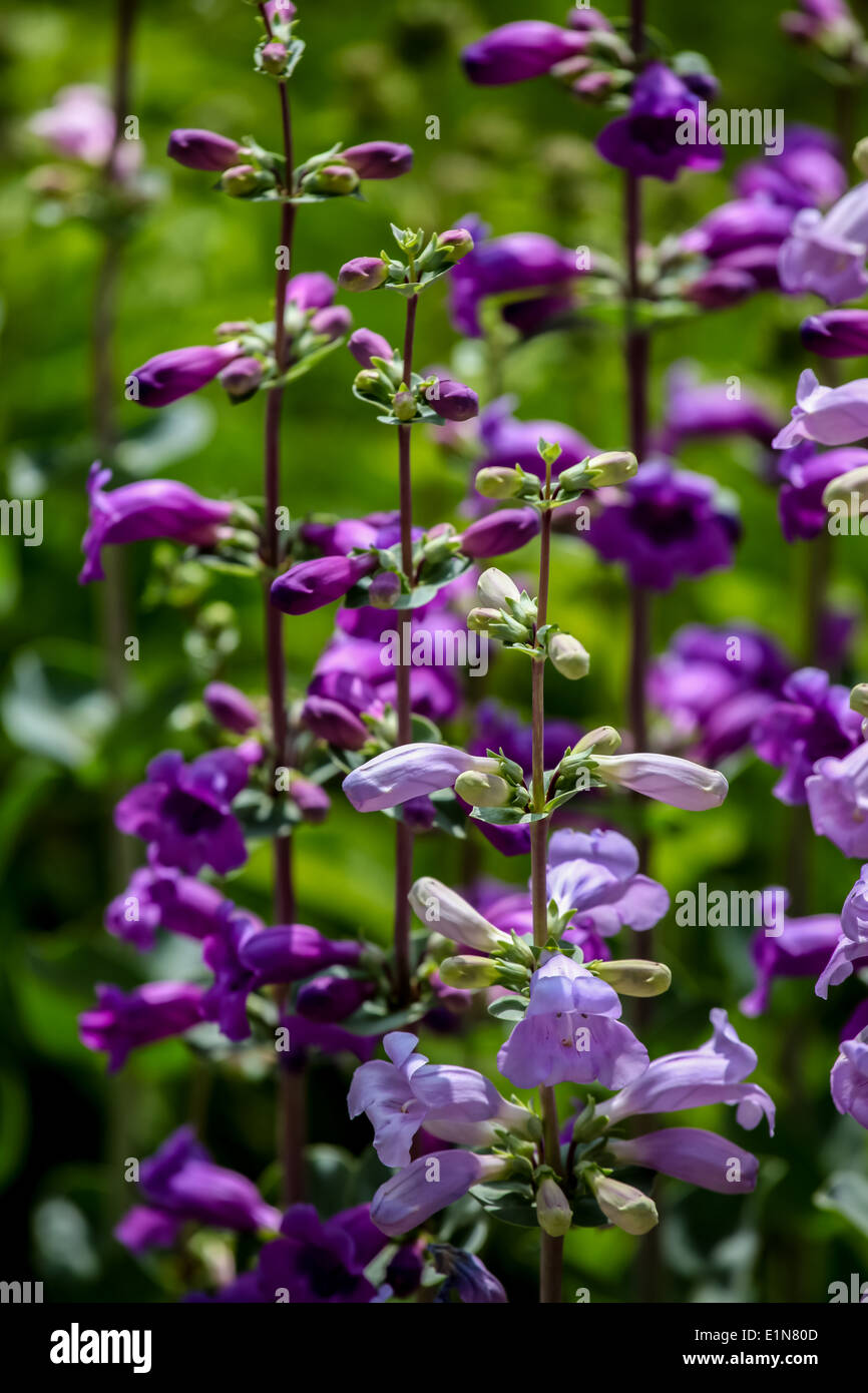 Pikes Peak Purple (Penstemon mexicali Stock Photo - Alamy
