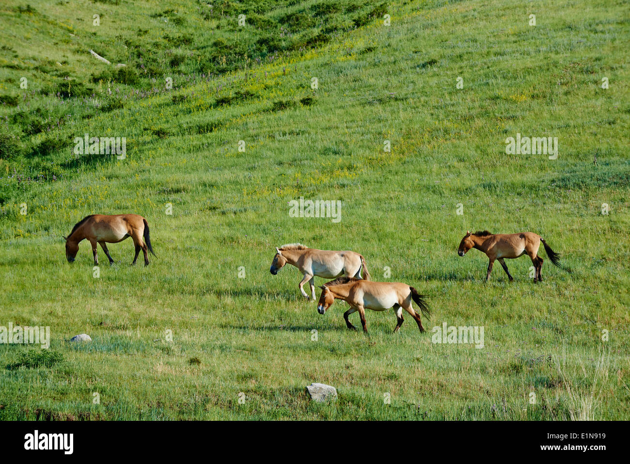 Mongolia, Tov province, Hustain Nuruu National Park (Khustai ...