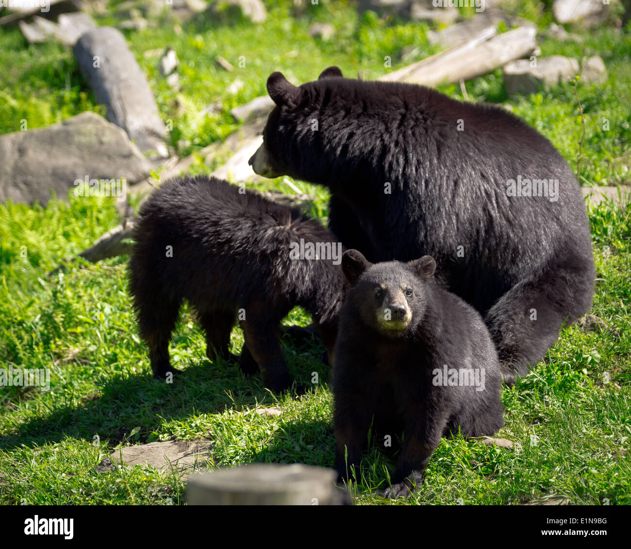 Three Black Bear Cubs