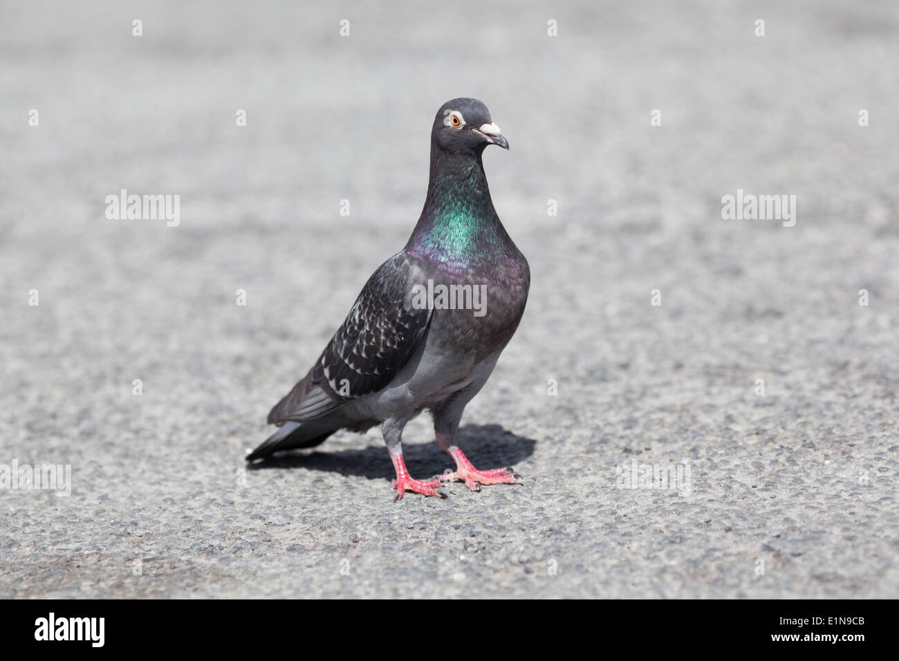 UK, Canterbury, Pigeon Stock Photo - Alamy