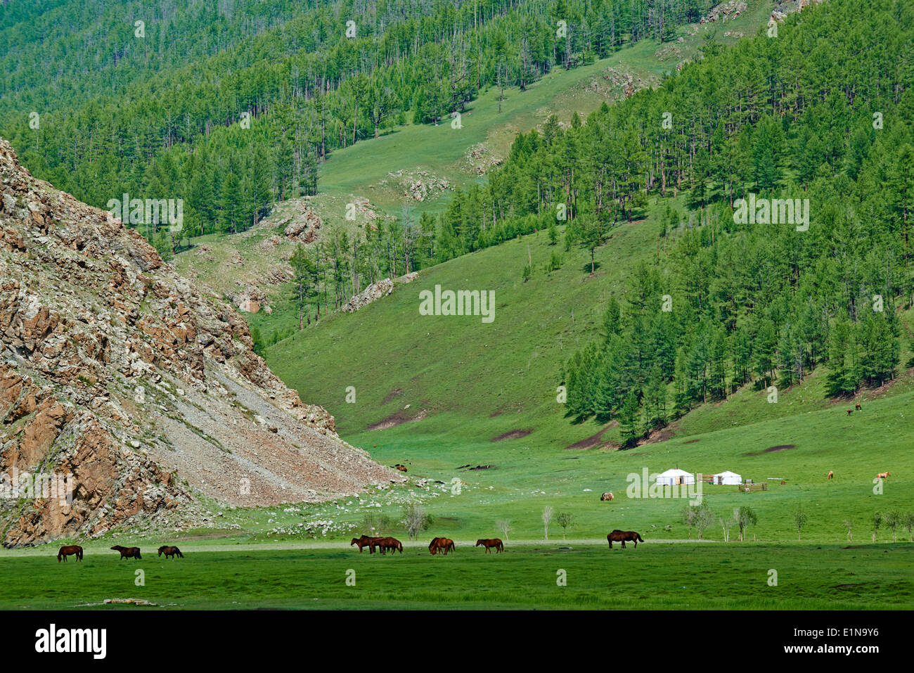 Mongolia, Ovorkhangai province, Okhon valley, Nomad camp Stock Photo ...