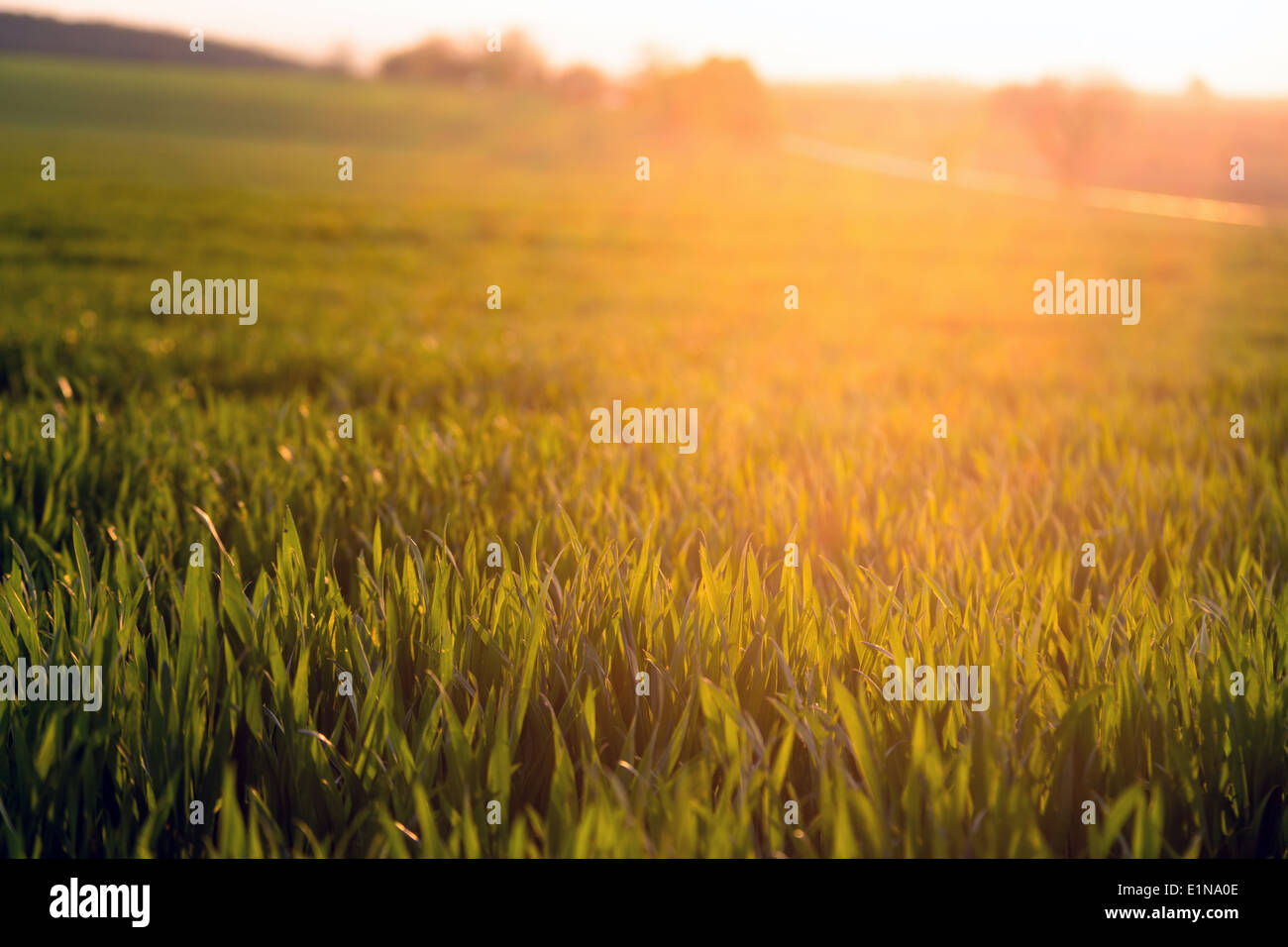 Beautiful plants in a field Stock Photo - Alamy