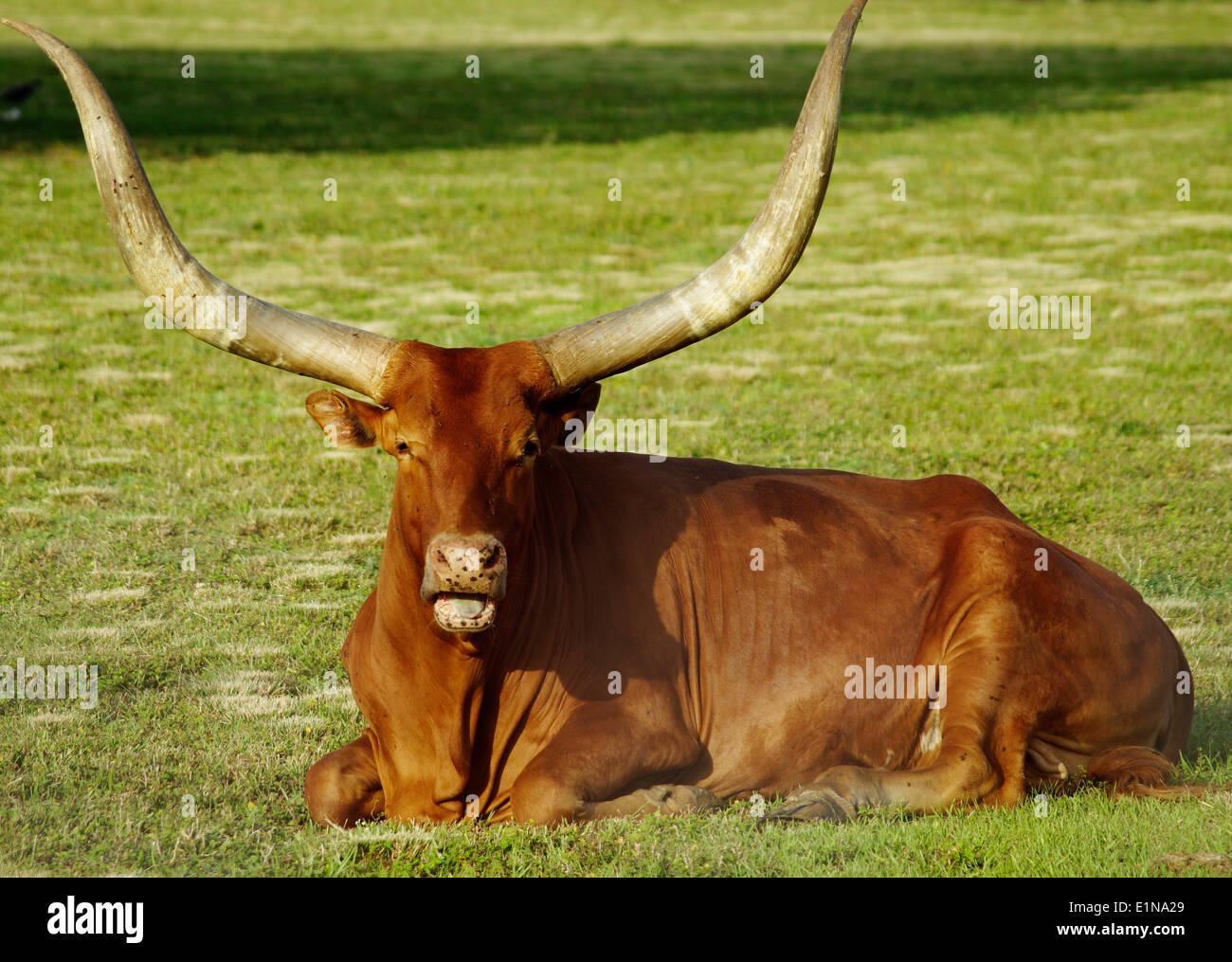Horn cattle hi-res stock photography and images - Alamy