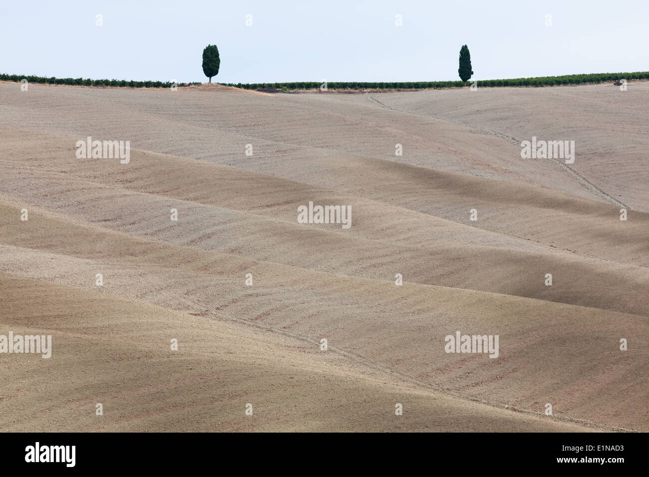 Landscape with two trees and ploughed land in region of Torrenieri ...