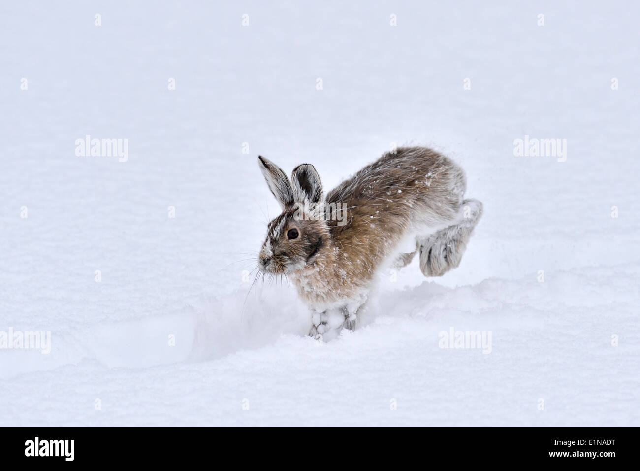 A snowshoe hare hopping along in the freshly falling snow Stock Photo ...