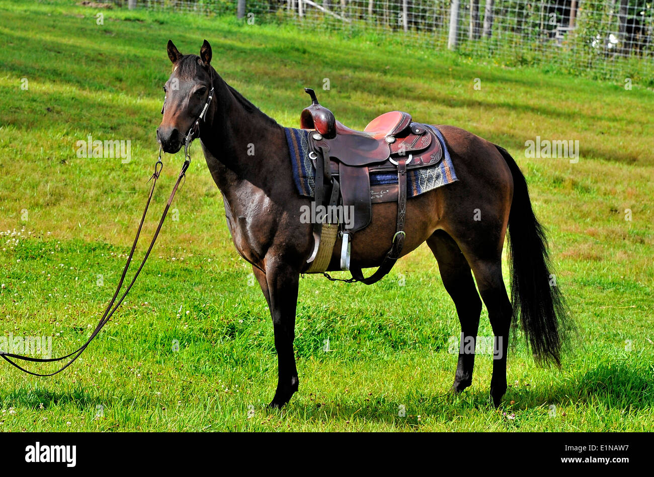 A fully saddled horse standing in the pasture awaiting his rider Stock ...