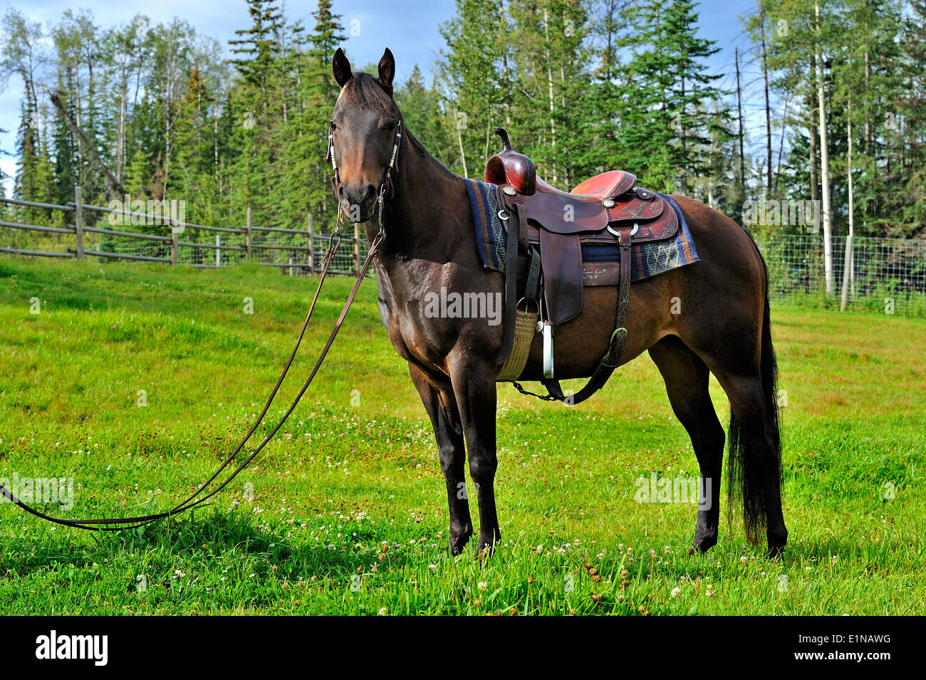 A fully saddled horse standing in the pasture awaiting his rider Stock ...