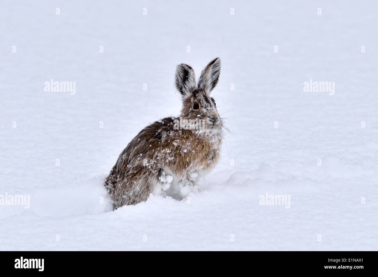 A snowshoe hare with his coat changing from his winter white to his ...