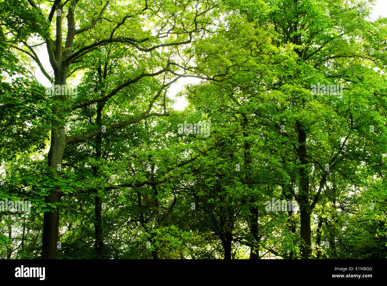 Green leaf tree in woods hi-res stock photography and images - Alamy