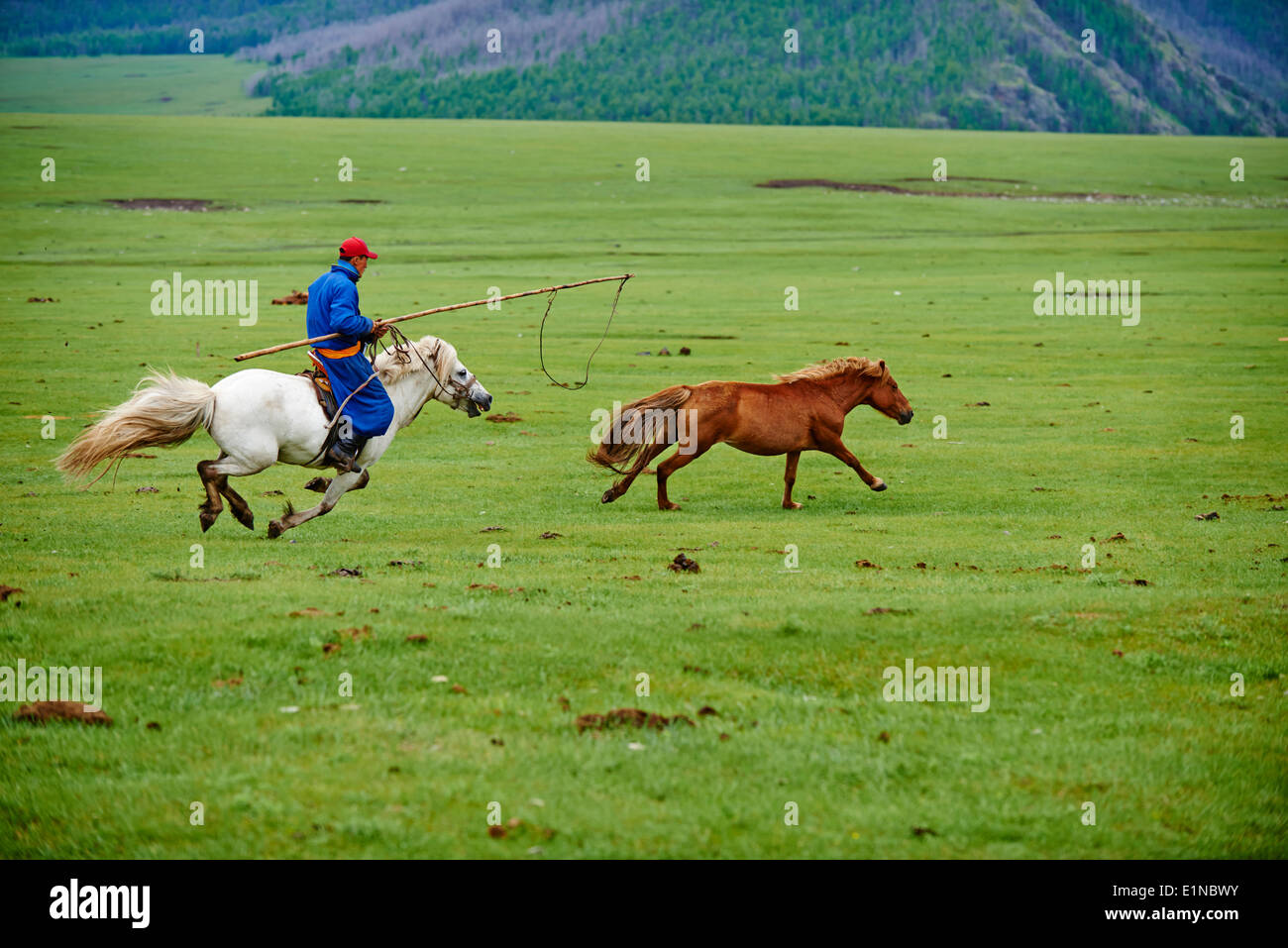 Mongolia, Ovorkhangai province, Orkhon valley, Nomad camp, Rallying of ...