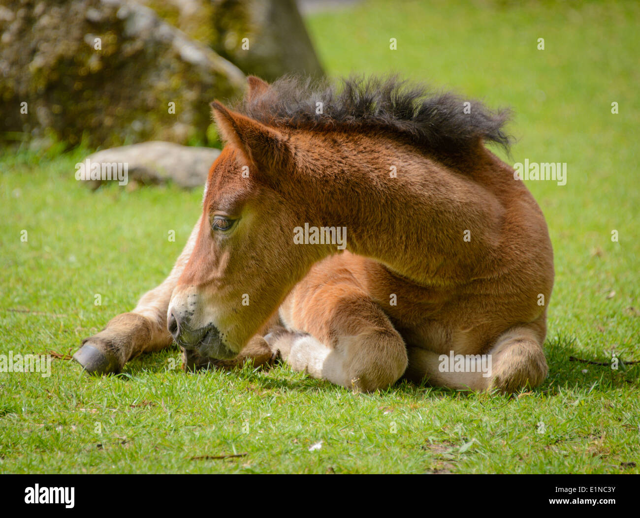 Lying pony hi-res stock photography and images - Alamy