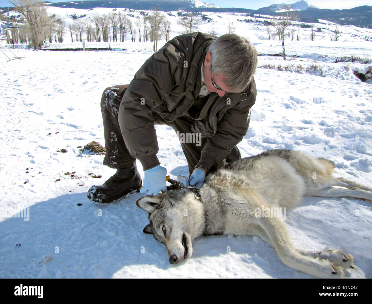 Animal tracking collar hi-res stock photography and images - Alamy