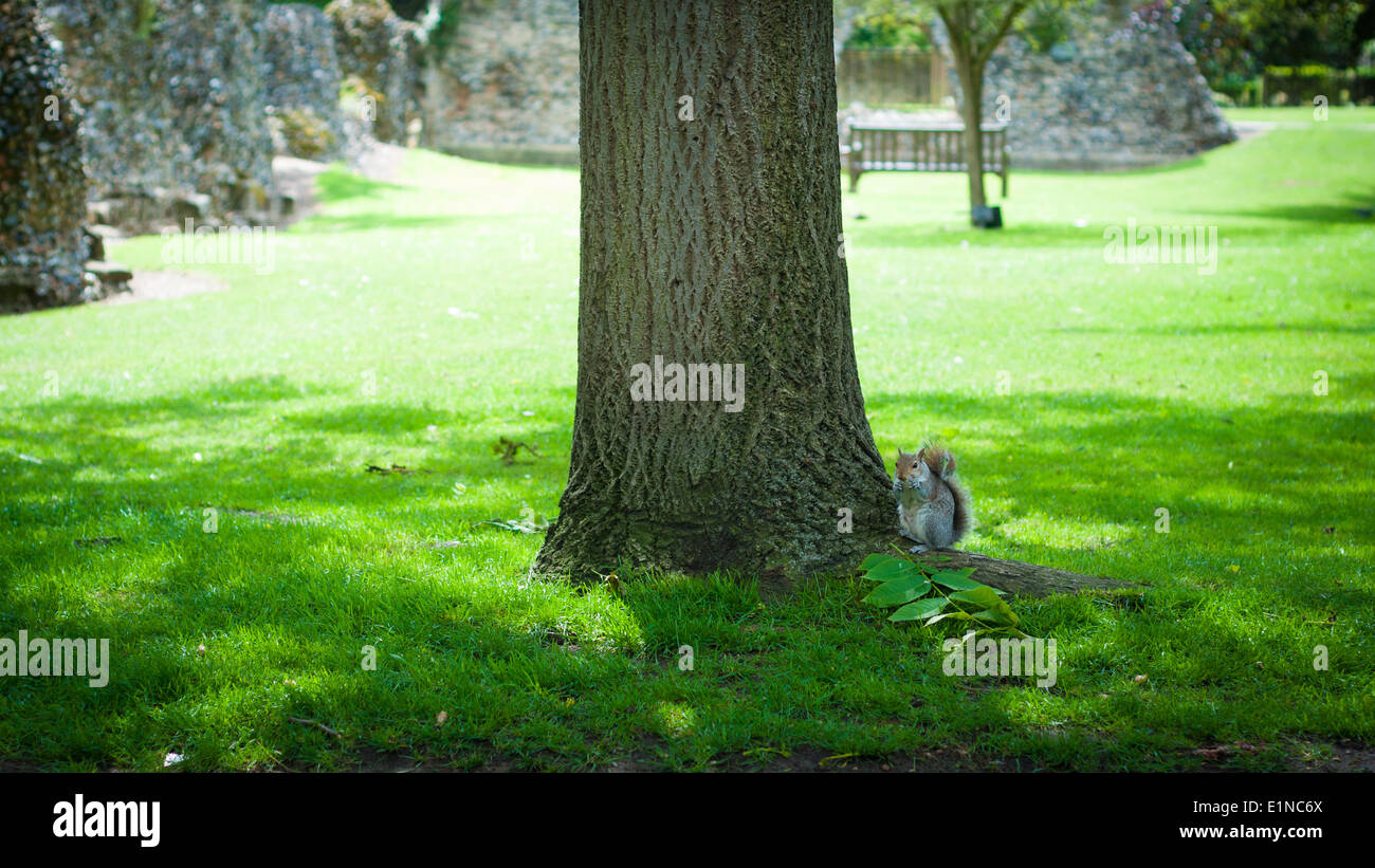 Eating under the tree hi-res stock photography and images - Alamy