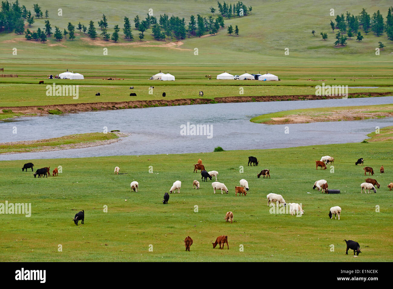 Mongolia, Ovorkhangai province, nomad camp Stock Photo - Alamy