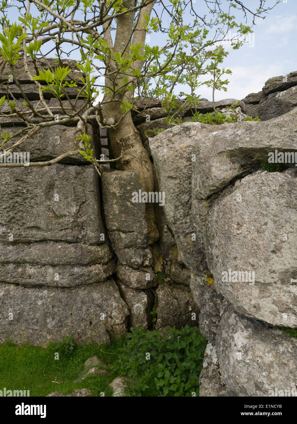 Tree Growing Out Rock High Resolution Stock Photography and Images - Alamy