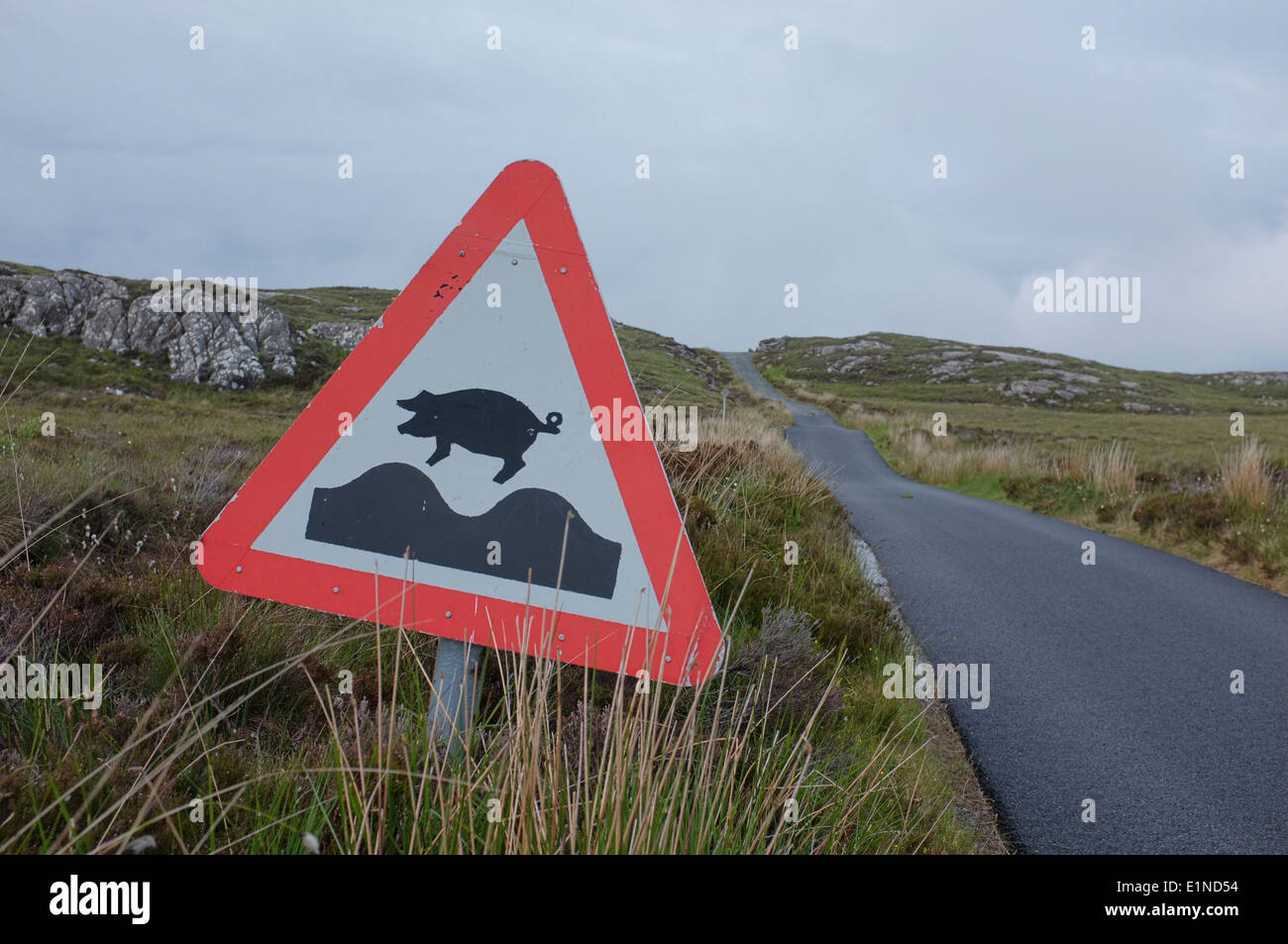 Pigs in road warning sign on the Isle of Raasay, Scotland, UK Stock ...