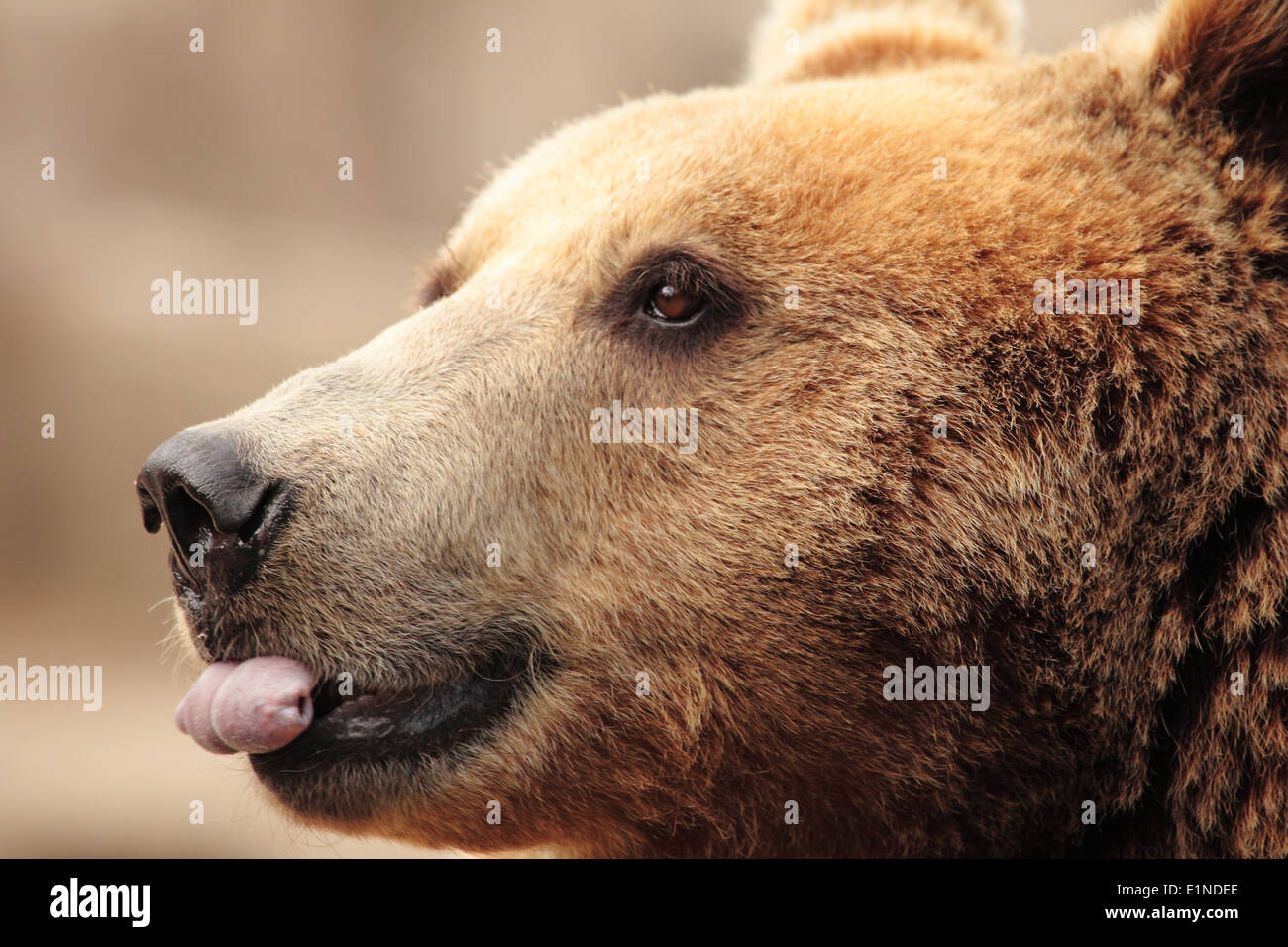 the face of wild bear Stock Photo - Alamy