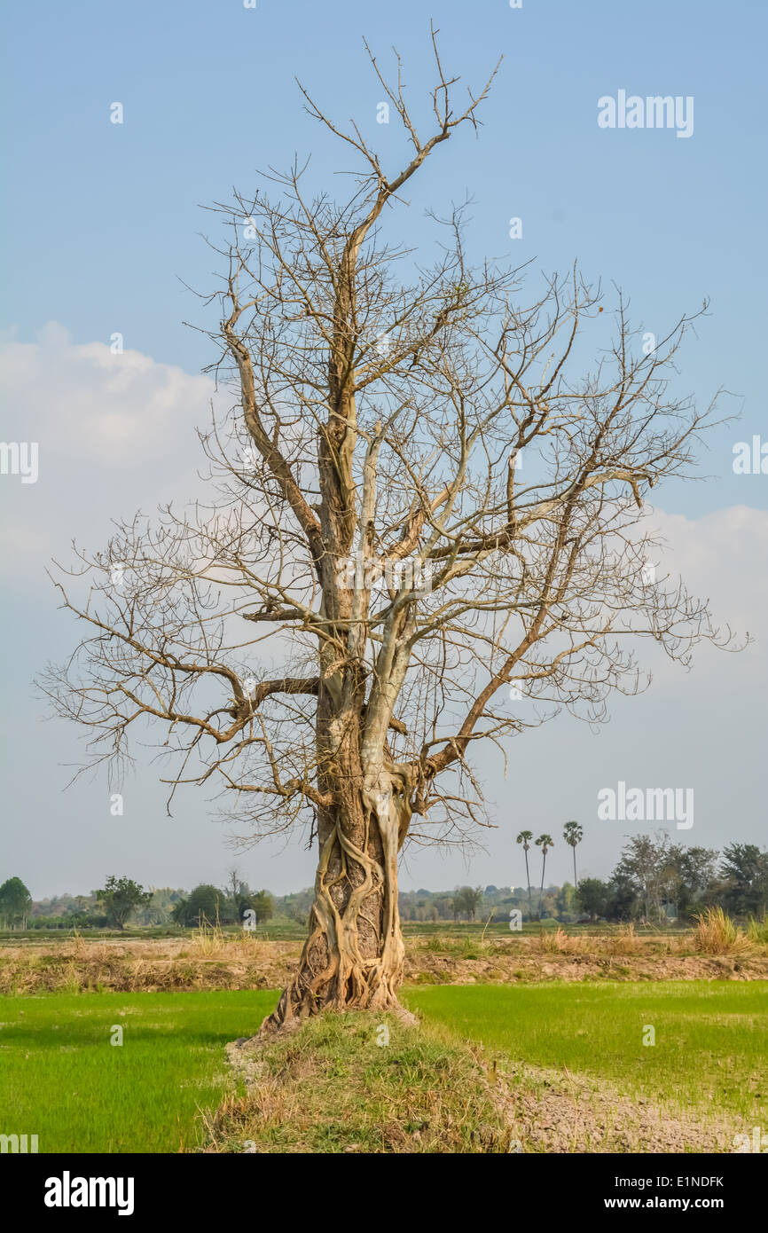 Old tree in autumn condition with no leaves on ridge among the ...