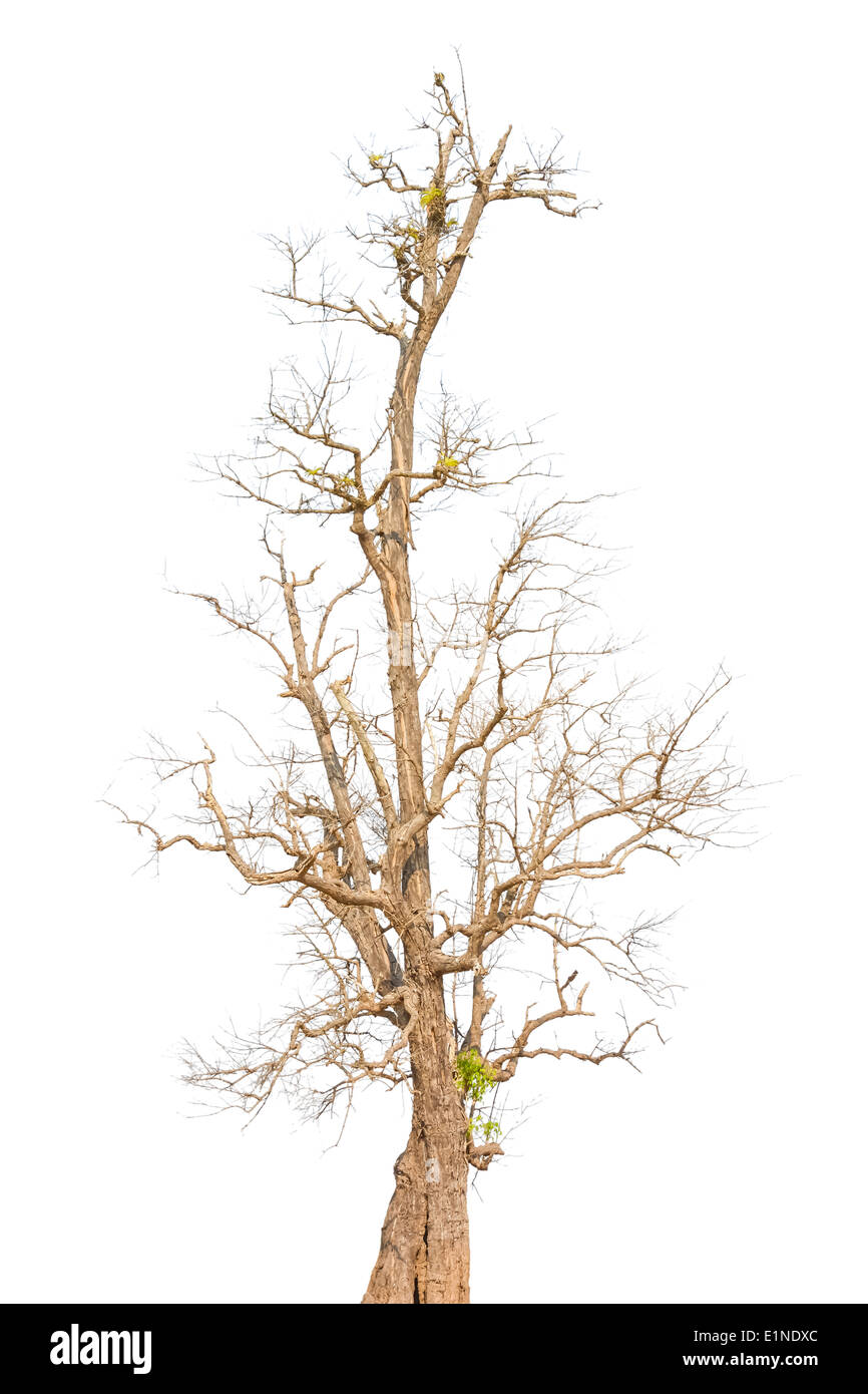 Old tree in autumn with no leaves isolated Stock Photo - Alamy