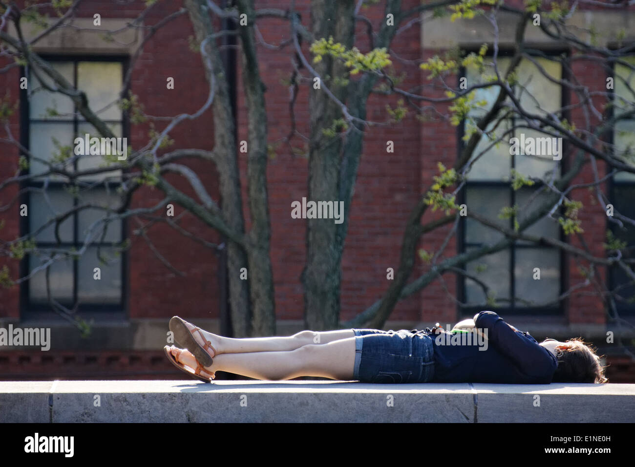Student sleeps in front of Widener Library on Harvard University campus ...