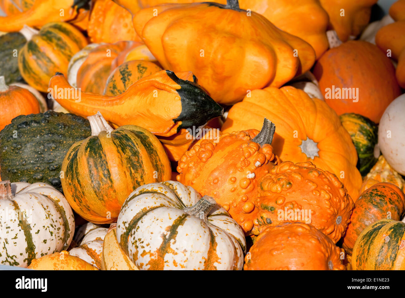 Photo of autumn gourds and pumpkins varied selection Stock Photo - Alamy