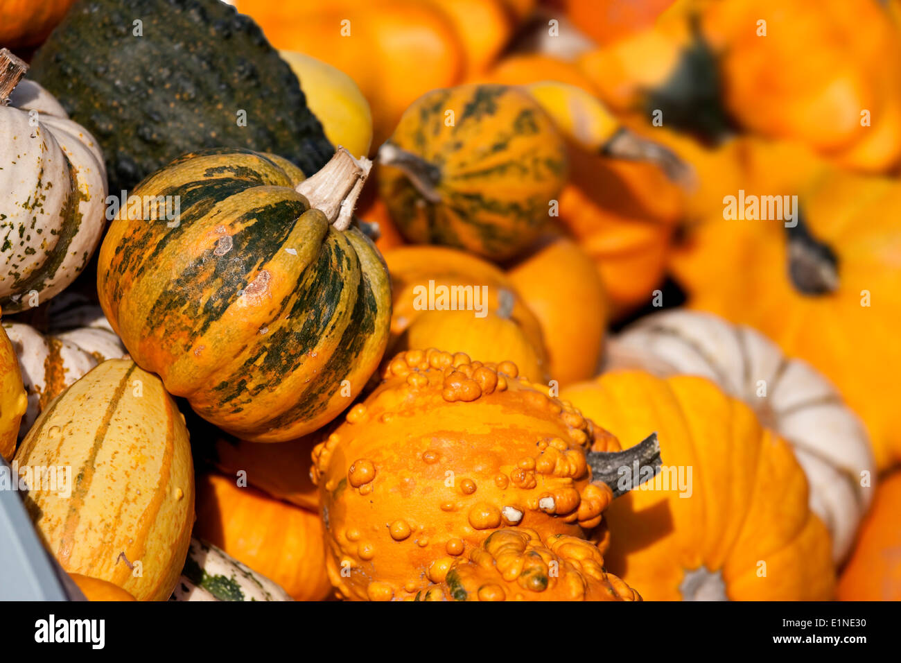 Photo of autumn gourds and pumpkins varied selection Stock Photo - Alamy