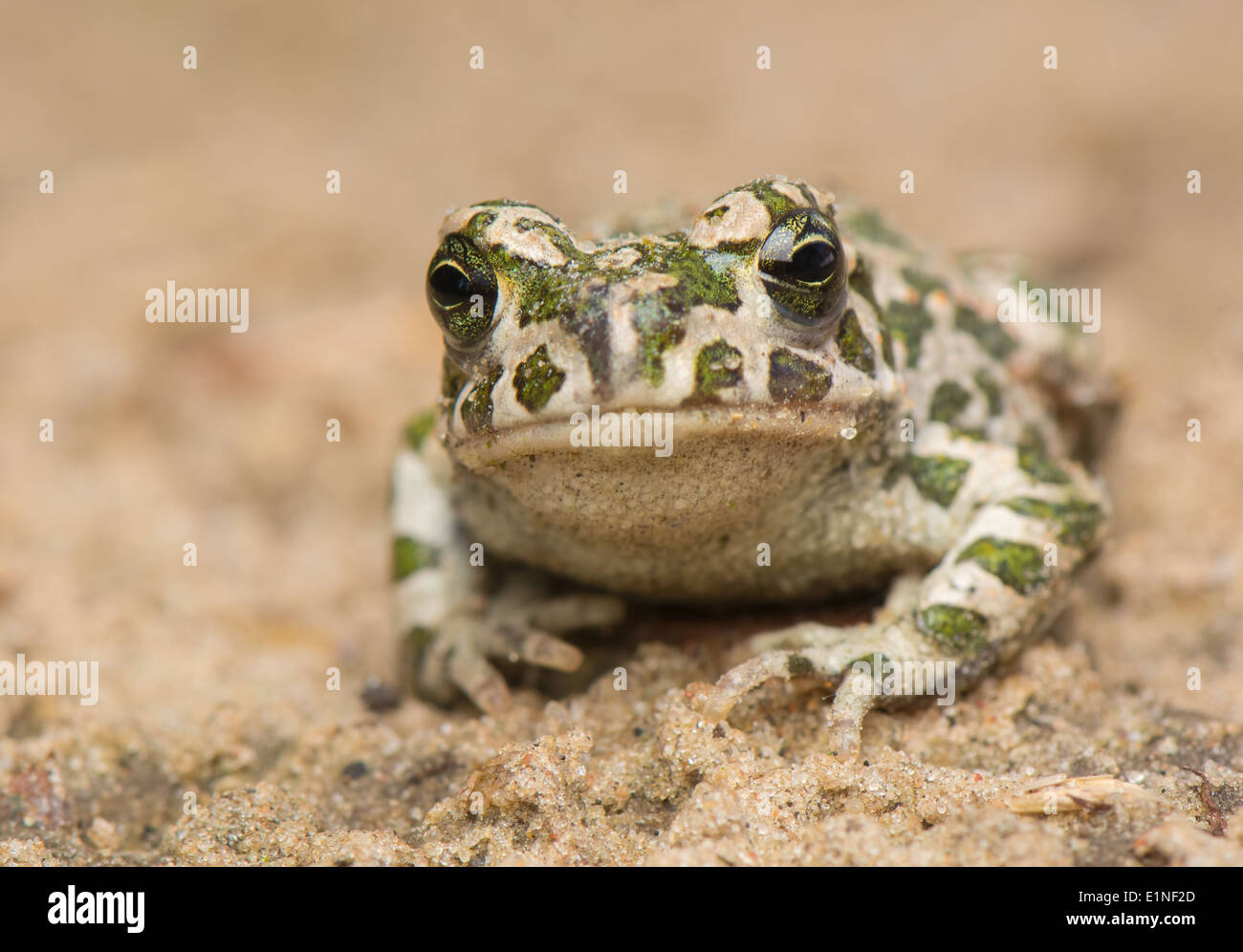 Toad - Bufotes viridis Stock Photo - Alamy